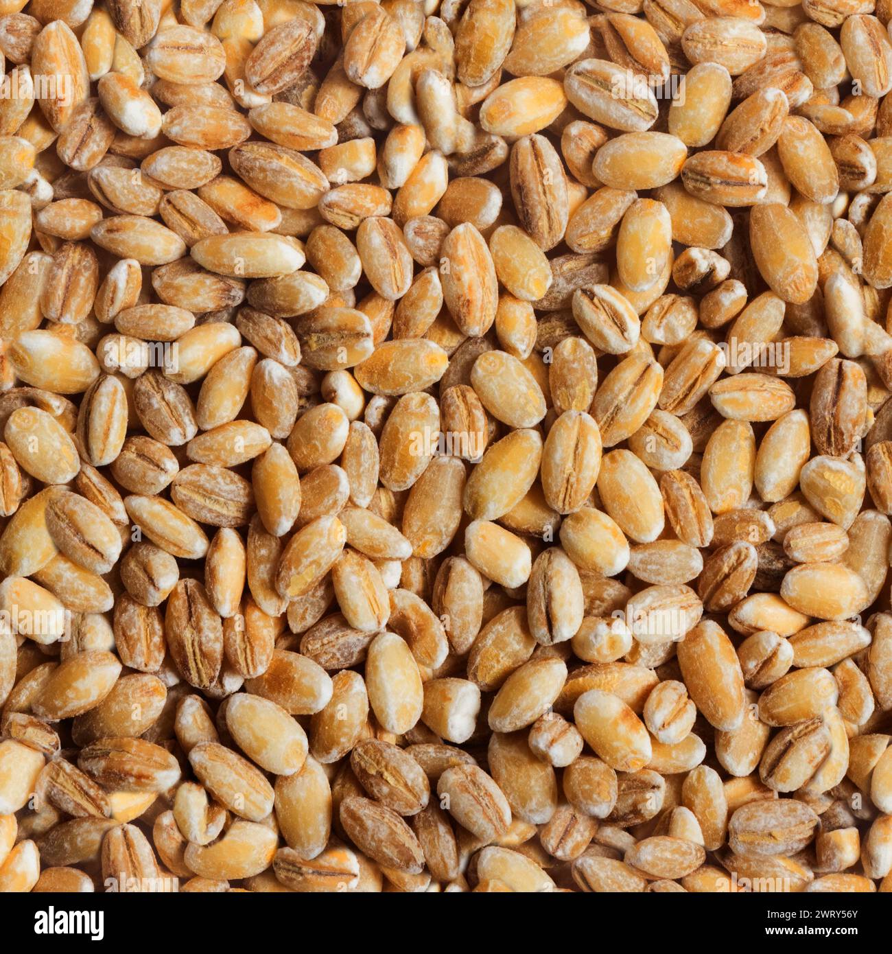 Seamless photo texture of wheat grain Stock Photo - Alamy
