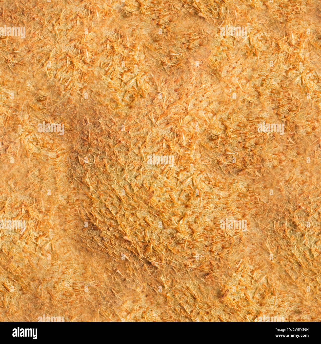 Seamless photo texture of kiwi fruit peel surface Stock Photo - Alamy