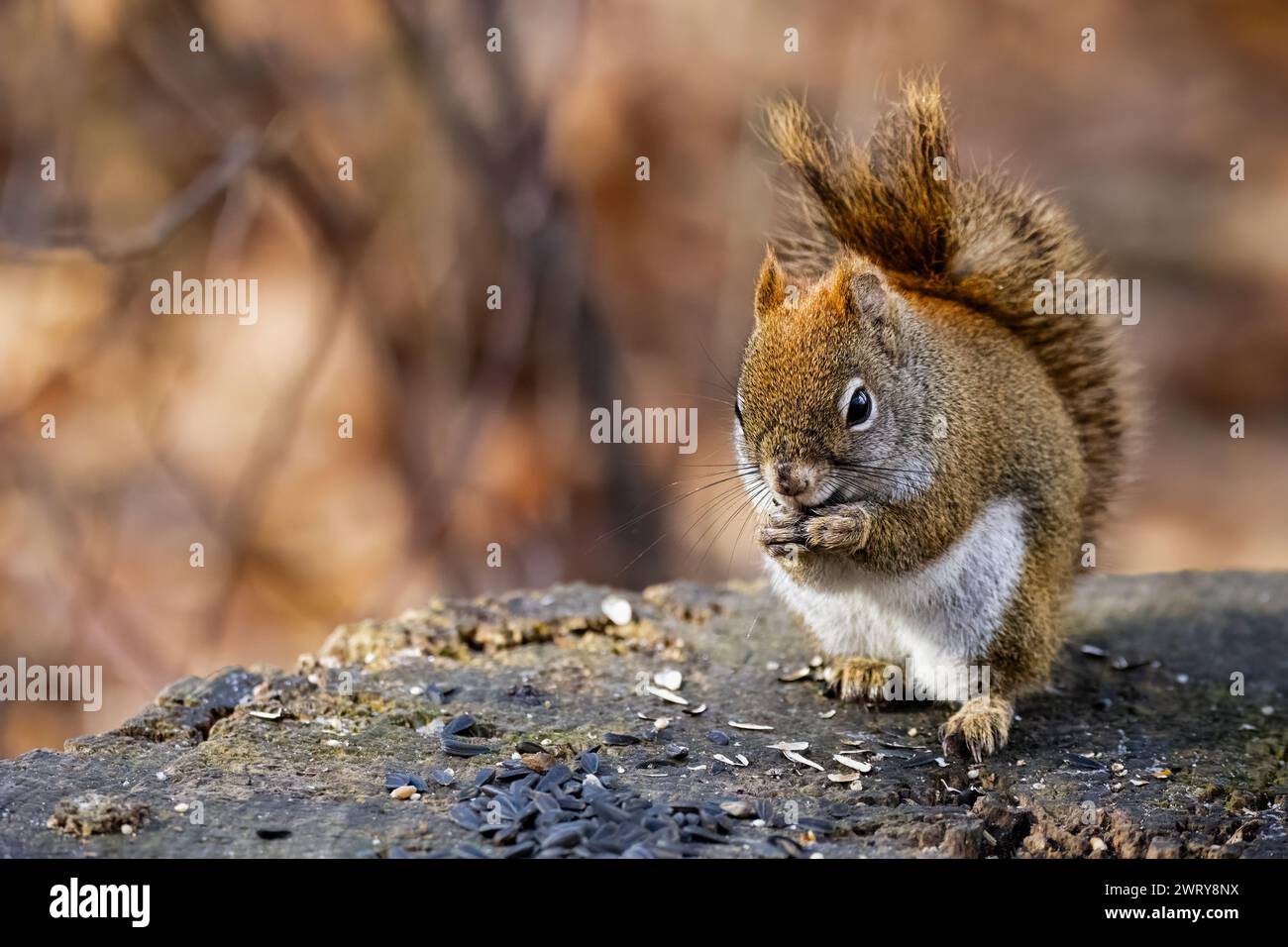 An American Red Squirrel also known as a Pine Squirrel is standing on ...