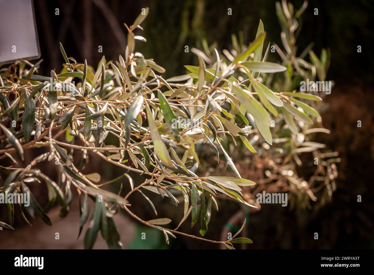 picture of olive branches on an olive tree. The olive tree, Olea ...
