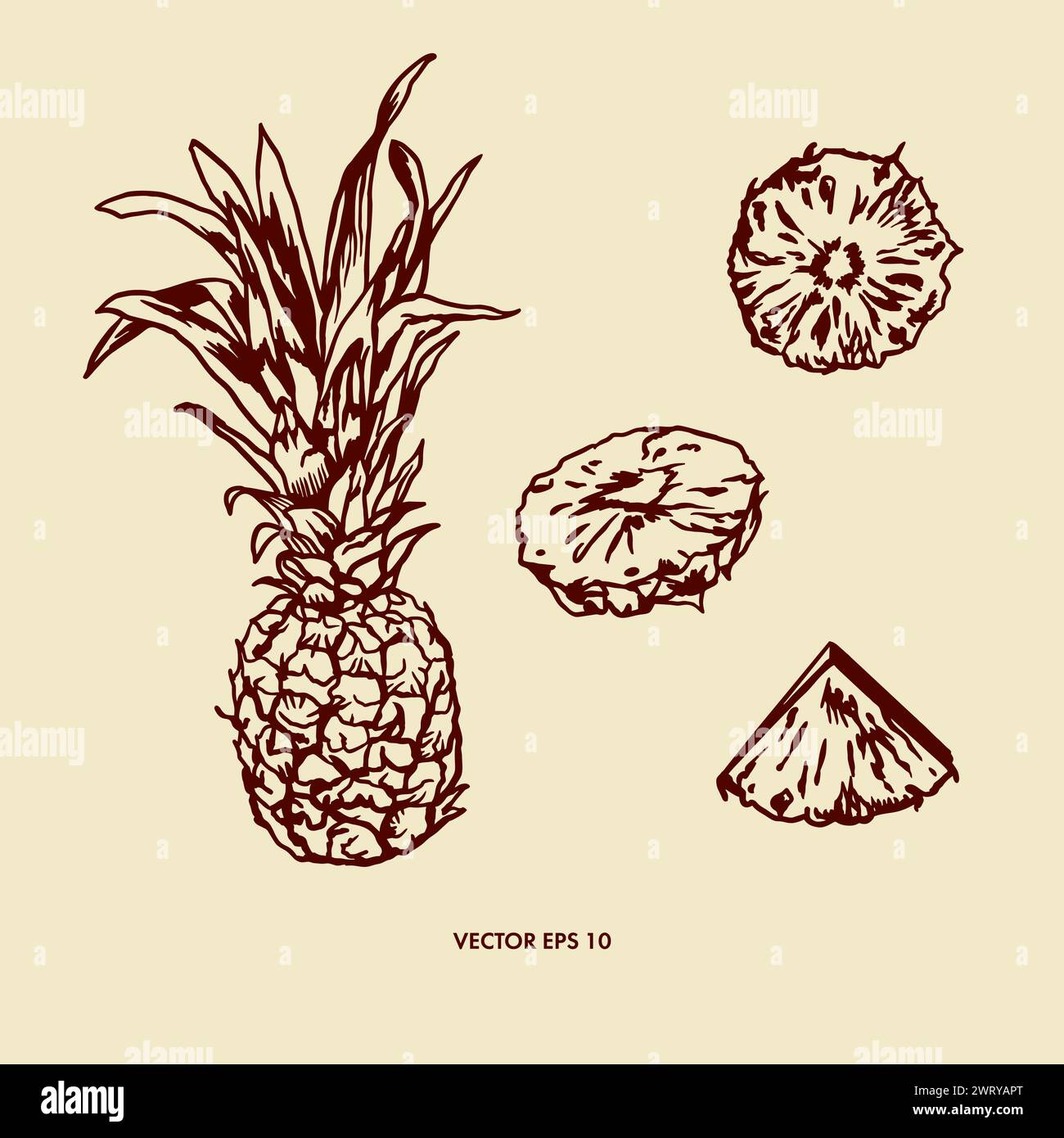 Pineapple graphics, botany. Whole fruit, slices. Vector illustration ...