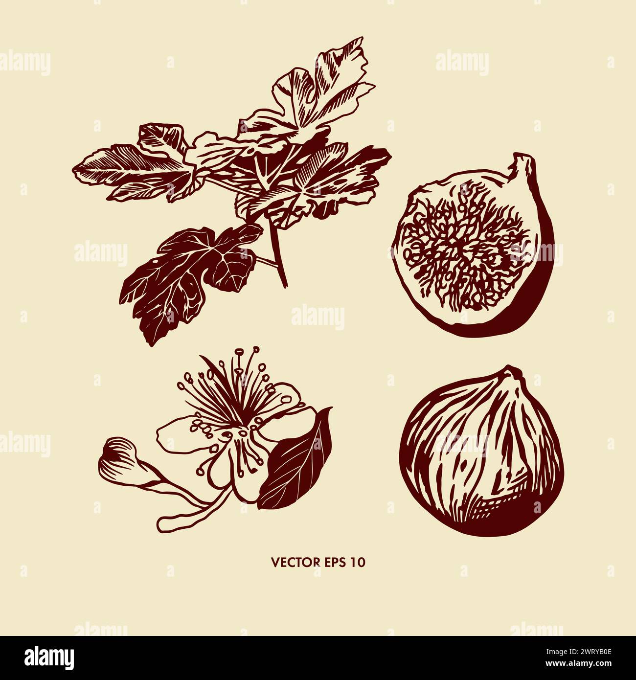 Fig graphics, fruit, twig, flower. Vector illustration in botanical ...