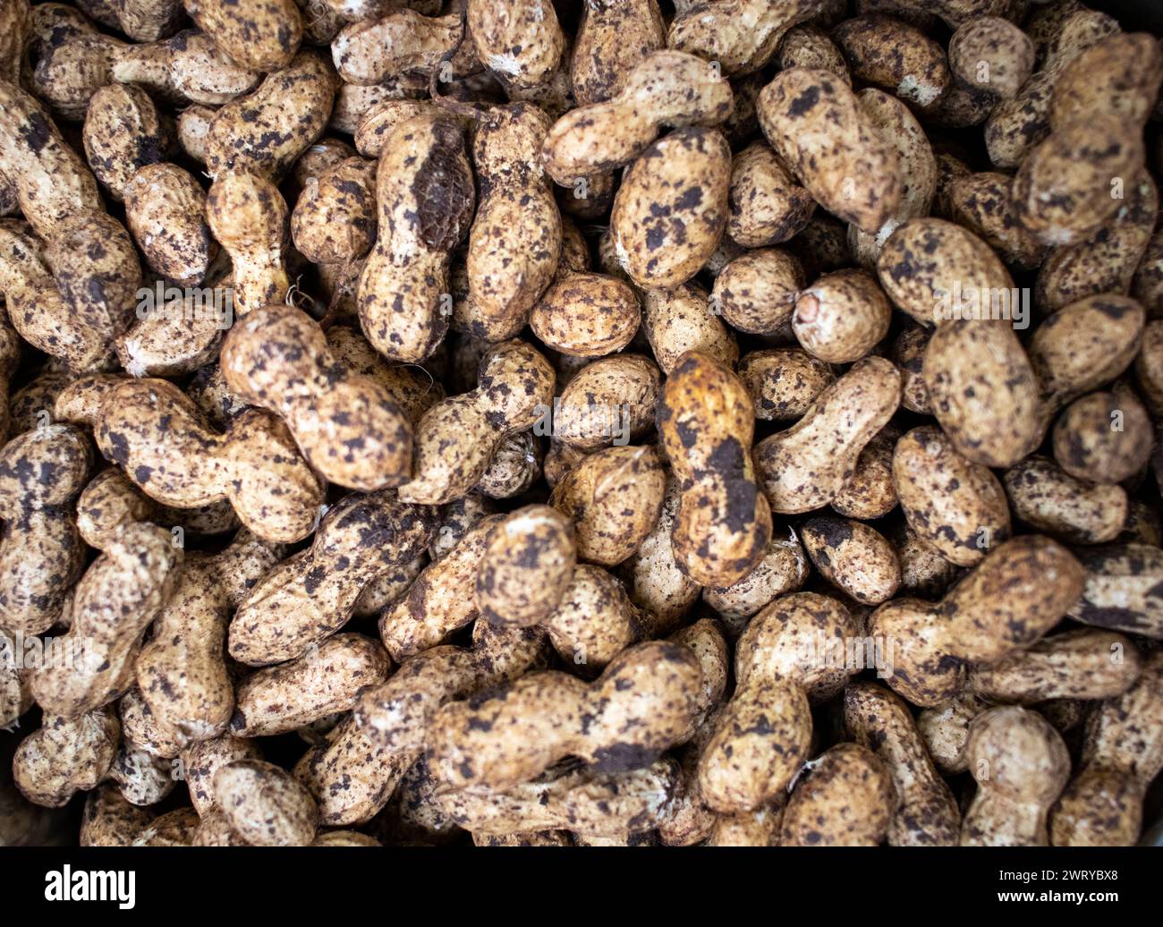 Peanut seed hi-res stock photography and images - Alamy