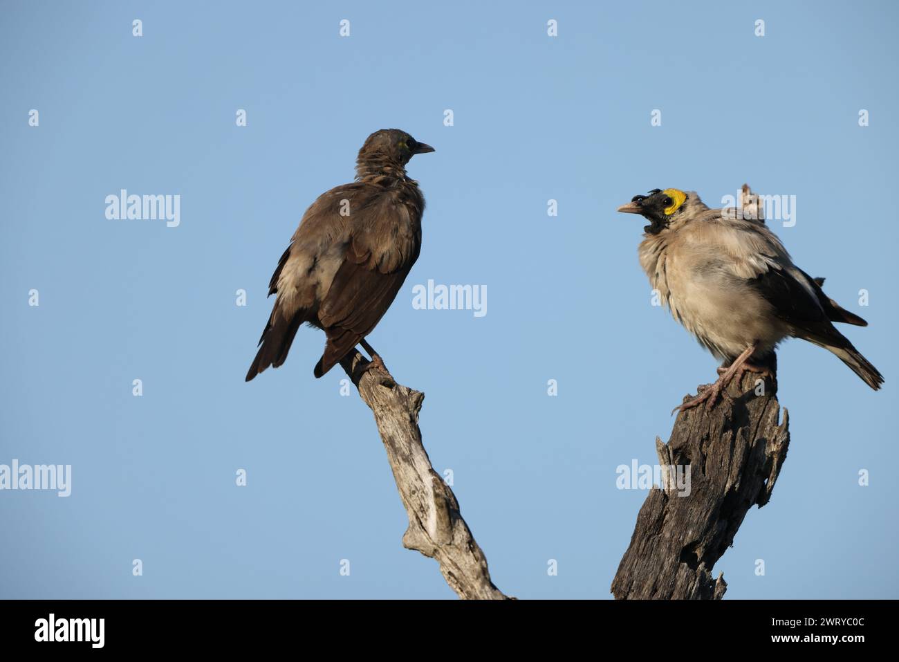 Nomadic habitat hi-res stock photography and images - Alamy