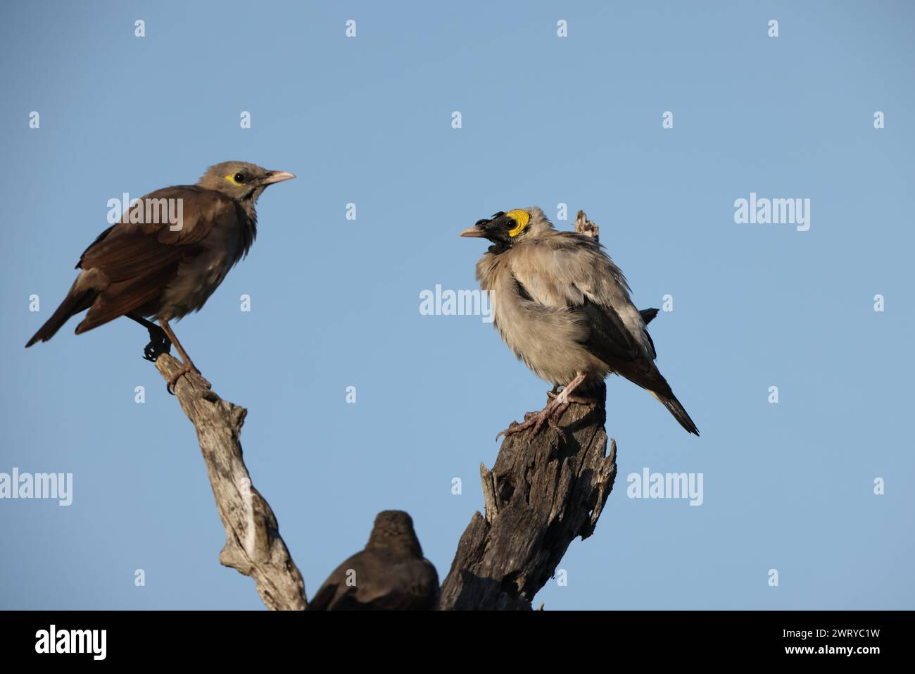 The wattled starling (Creatophora cinerea) is a nomadic resident bird ...
