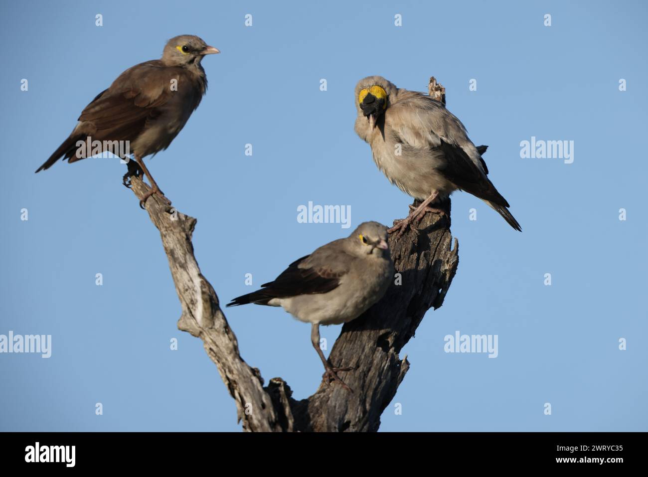 The wattled starling (Creatophora cinerea) is a nomadic resident bird ...