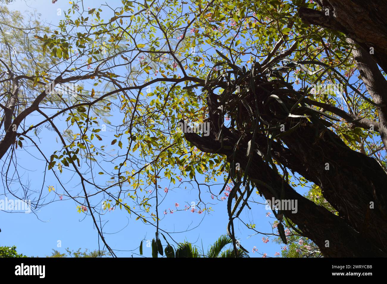 Various people involved in activities on Costa Rican beach Stock Photo ...