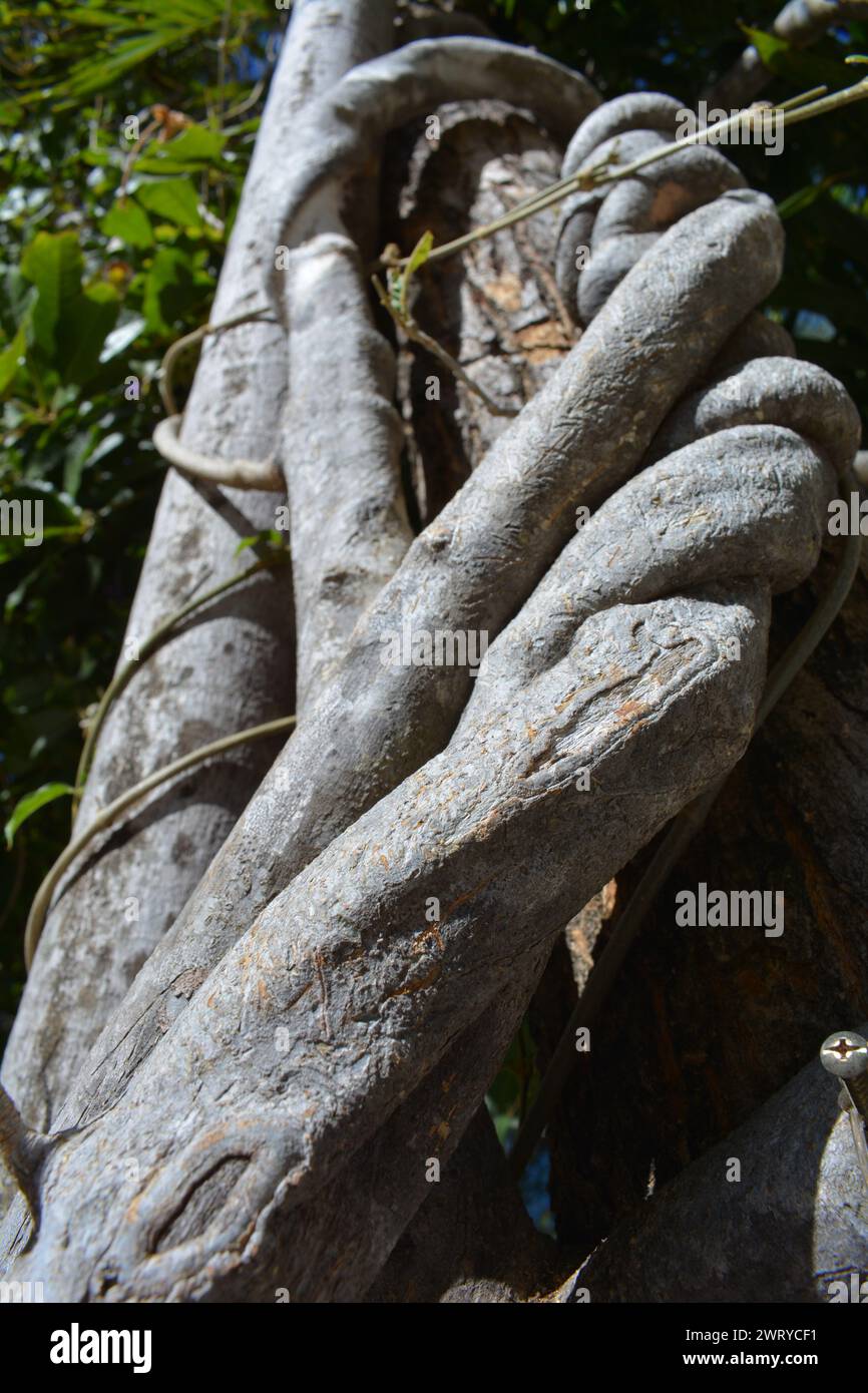 Various people involved in activities on Costa Rican beach Stock Photo ...