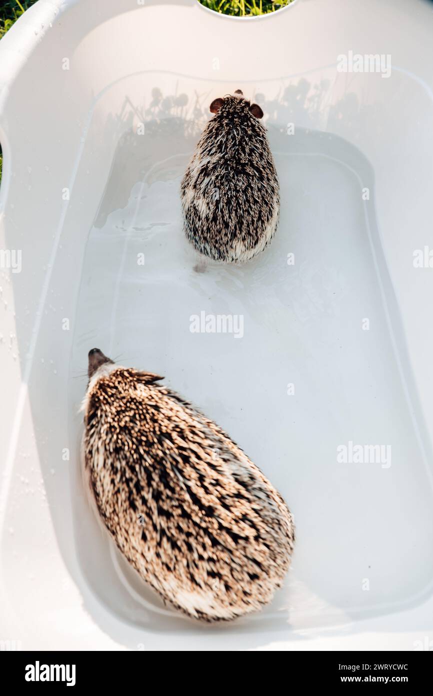 hedgehogs in a bath. Hygiene and cleanliness of pets.prickly pet ...