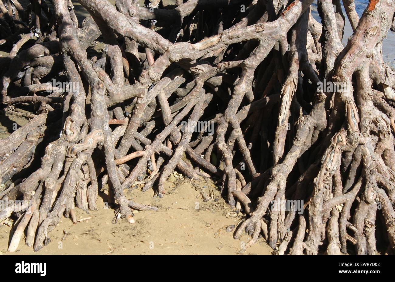 Roots on mangrove trees at a beach Stock Photo - Alamy