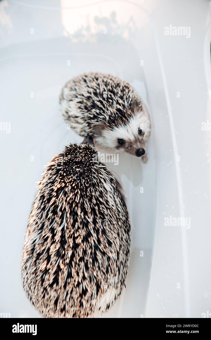 Hedgehogs bathing.Two hedgehogs swimming. pygmy hedgehogs in a bath ...