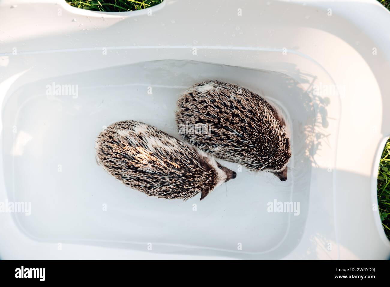 Two hedgehogs swimming. Hedgehogs bathing.African pygmy hedgehogs in a ...