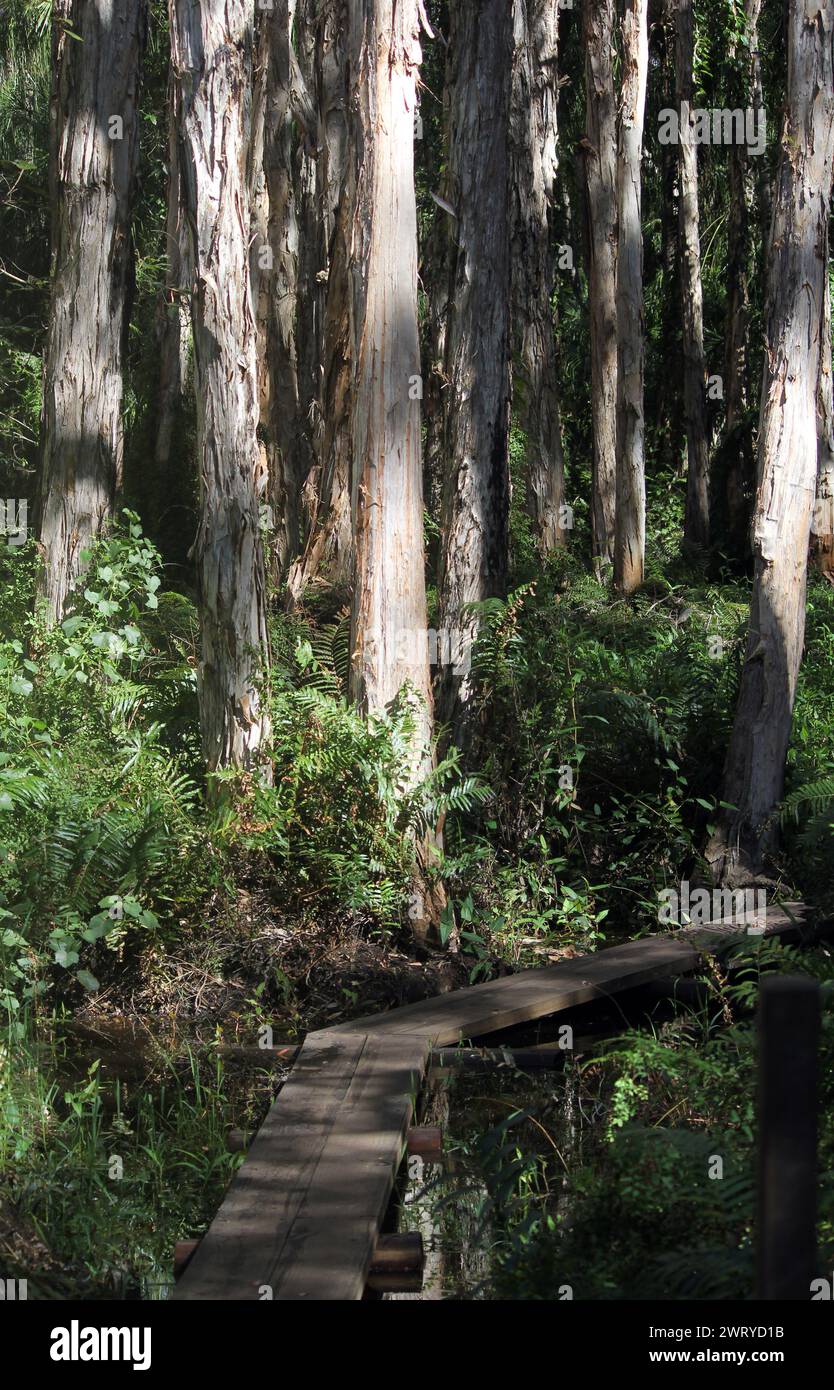 Wooden path through a forest of paperbark trees at Seventeen Seventy in ...