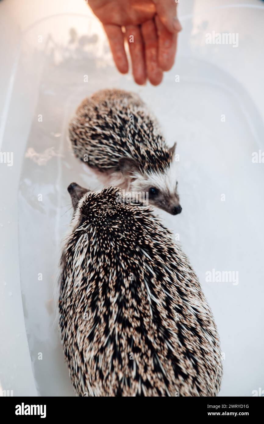 Two hedgehogs swimming. Hedgehogs bathing.African pygmy hedgehogs in a bath. Hygiene and ...