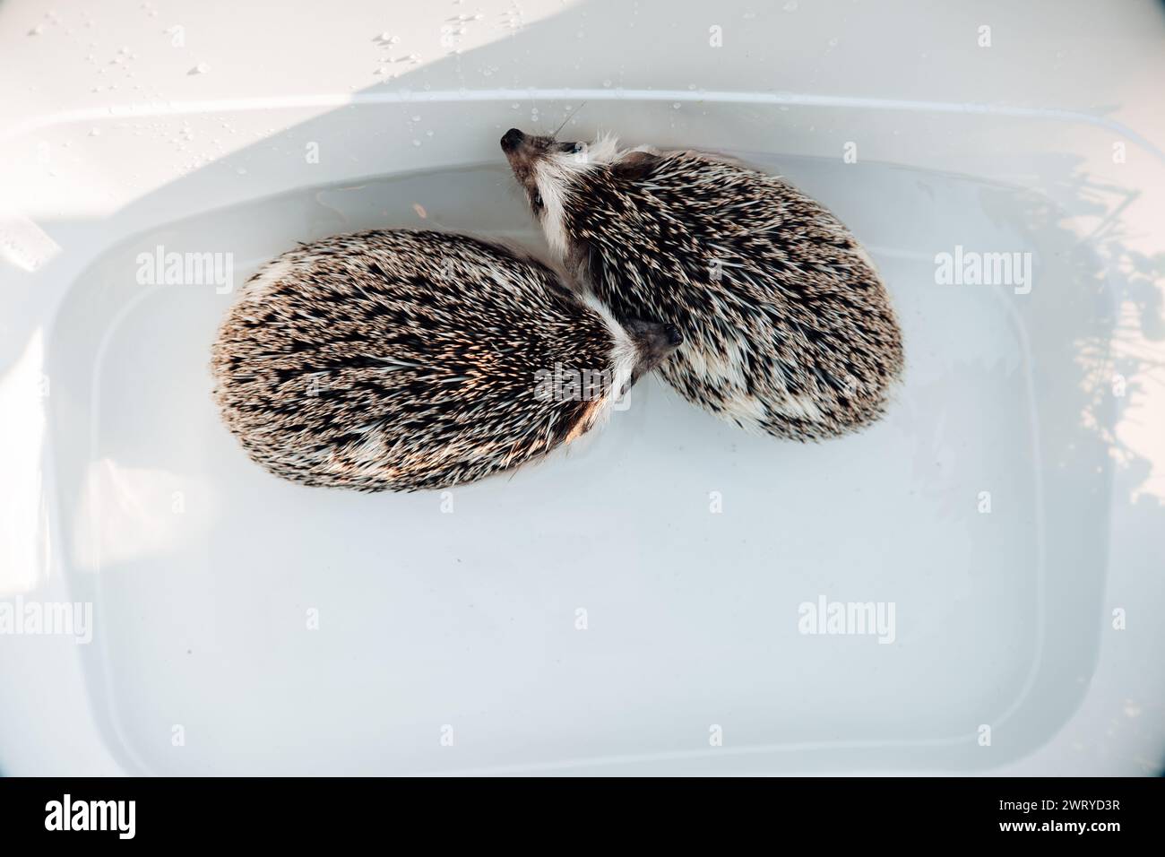 Hedgehogs bathing.pygmy hedgehogs in a bath. Hygiene and cleanliness of ...