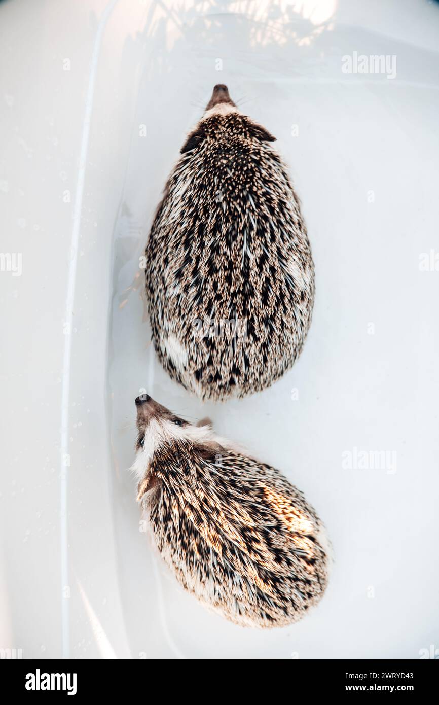 hedgehogs swimming. Hedgehogs bathing.African pygmy hedgehogs in a bath ...