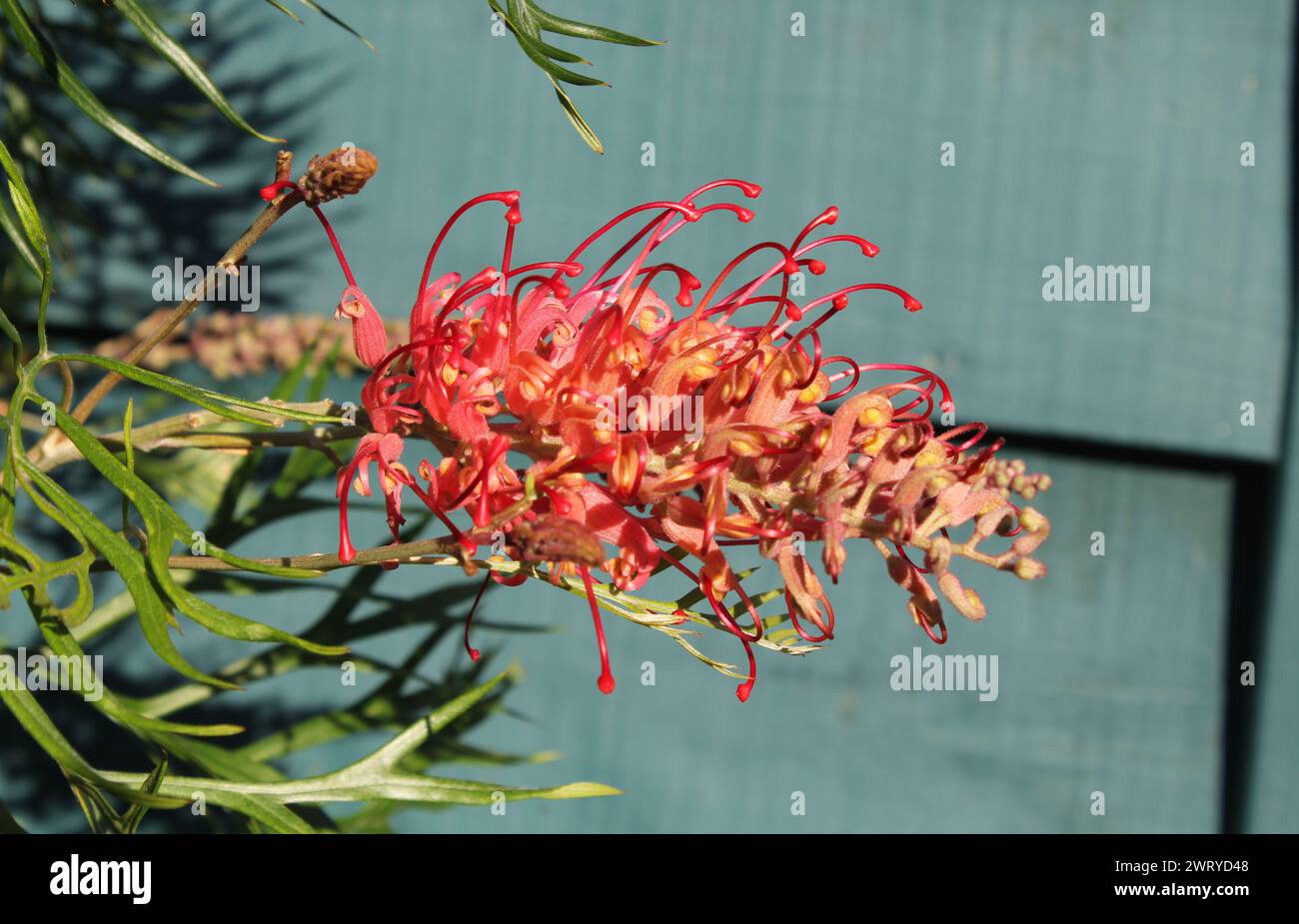 Grevillea flower hi-res stock photography and images - Alamy