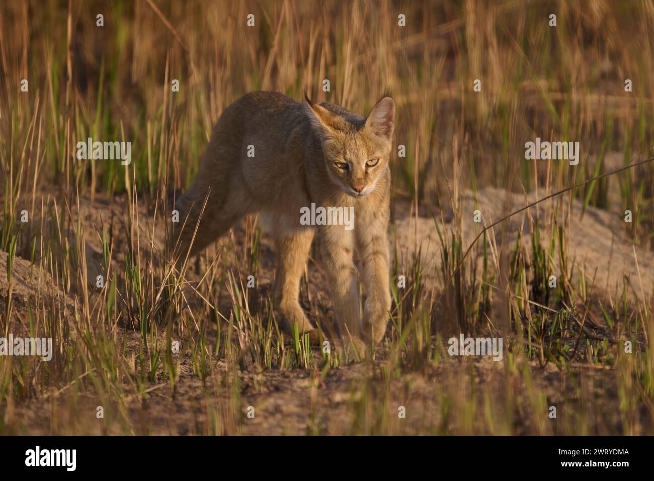 Jungle cat in the grasslands of Corbett National Park, India Stock ...