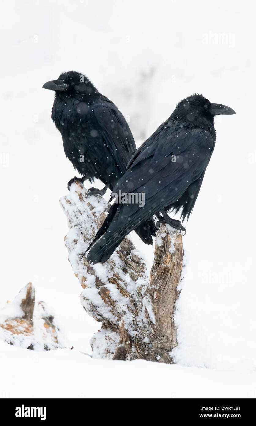 North America; United States; Alaska; Winter; Wildlife; Birds; Corvids ...