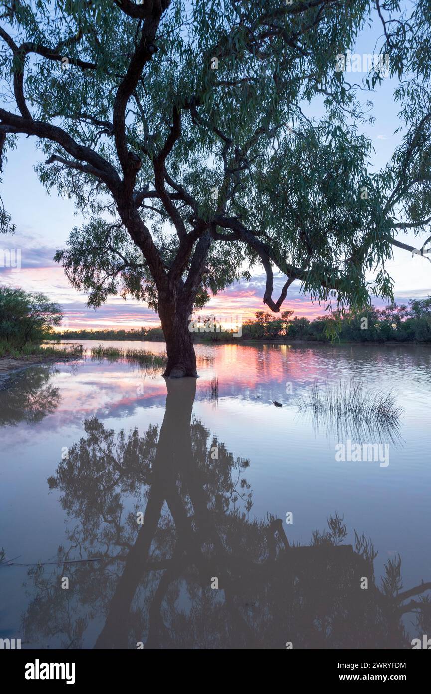 Vertical scenic view of the Wilson River at sunrise at Noccundra ...