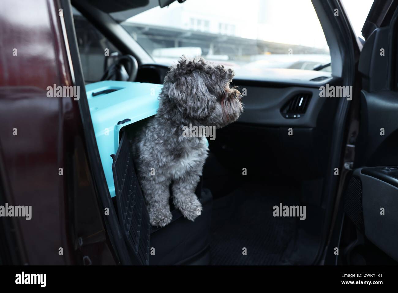 Cute dog in pet carrier travelling by car. Safe transportation Stock ...