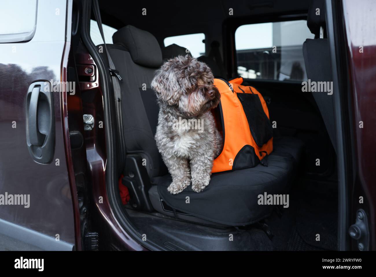 Cute dog in pet carrier travelling by car. Safe transportation Stock ...