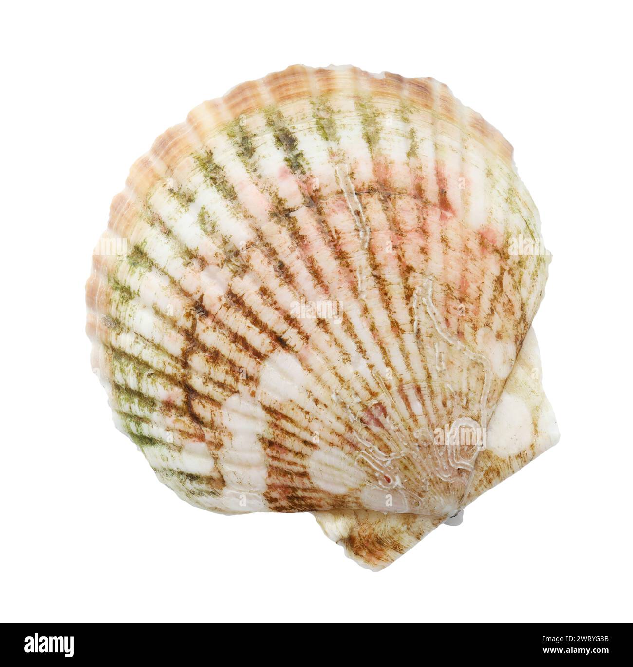 Scallop closed hi-res stock photography and images - Alamy