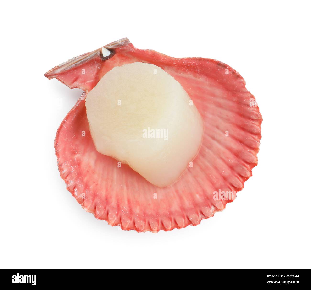 Fresh raw scallop in shell isolated on white, top view Stock Photo - Alamy