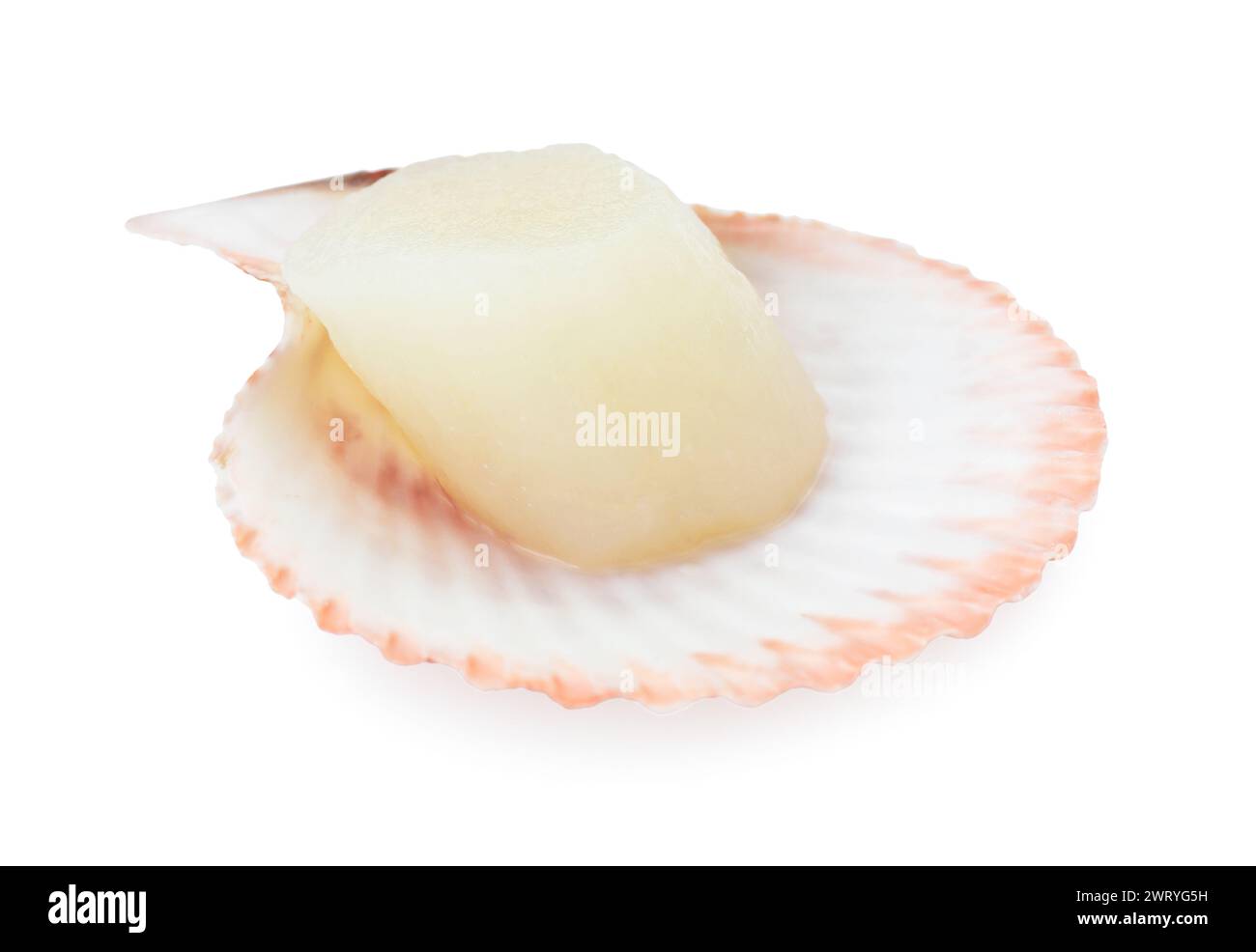 Fresh raw scallop in shell isolated on white Stock Photo - Alamy