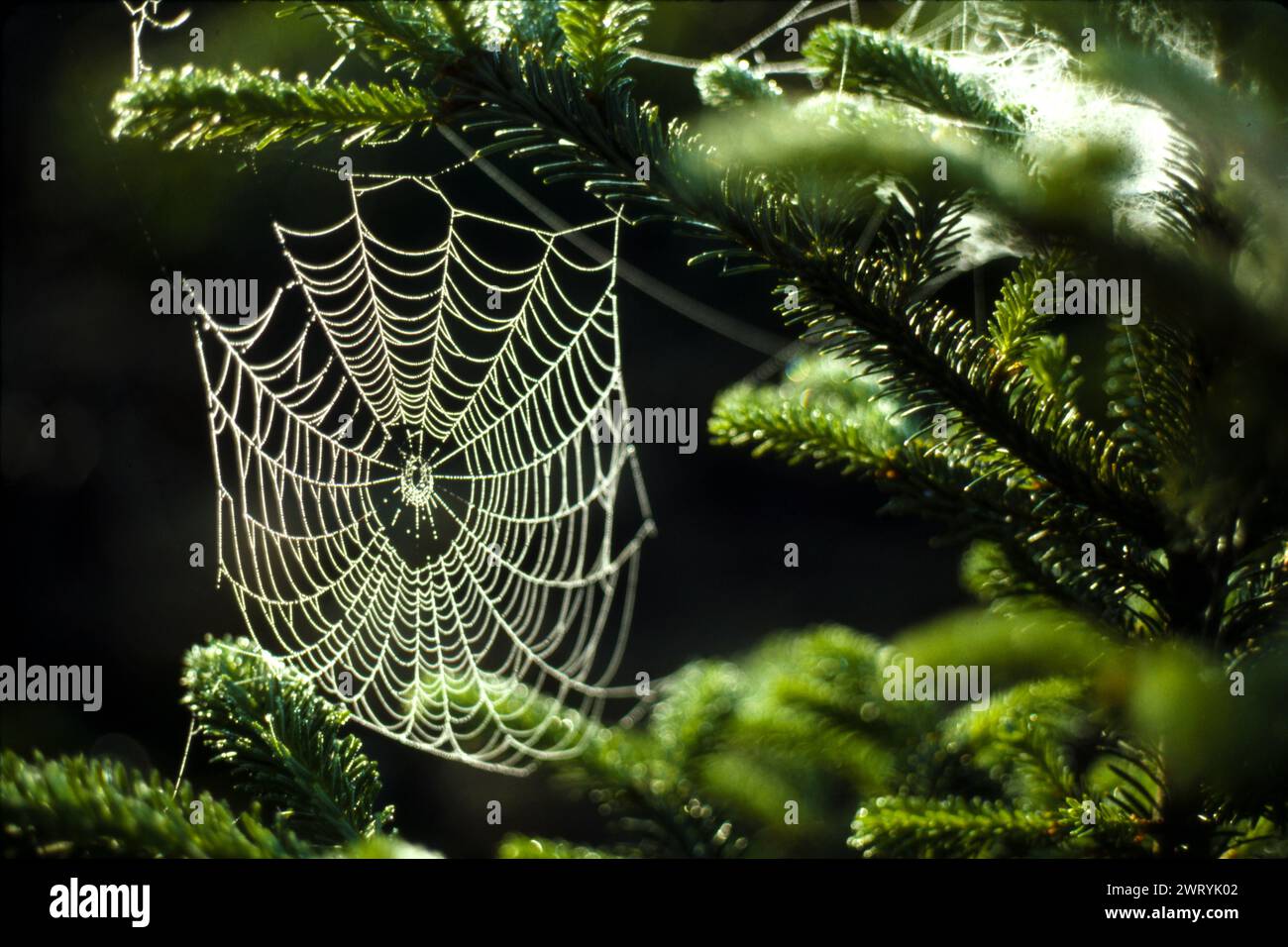 Early morning light and dew covers a spiders web in Pisgah National ...