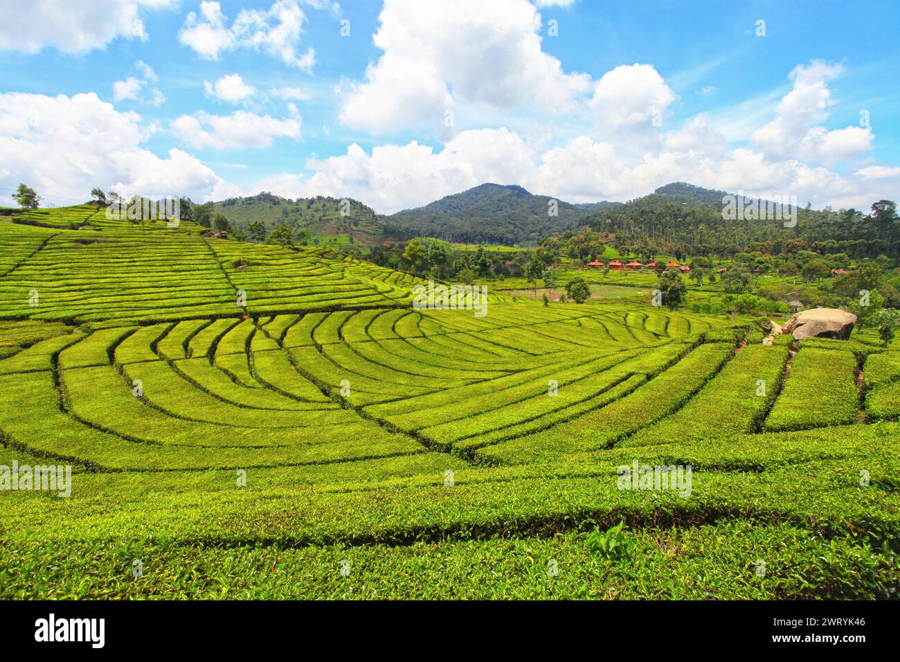 Tea plantation in Rancabali, Ciwidey, Bandung, West Java, Indonesia ...