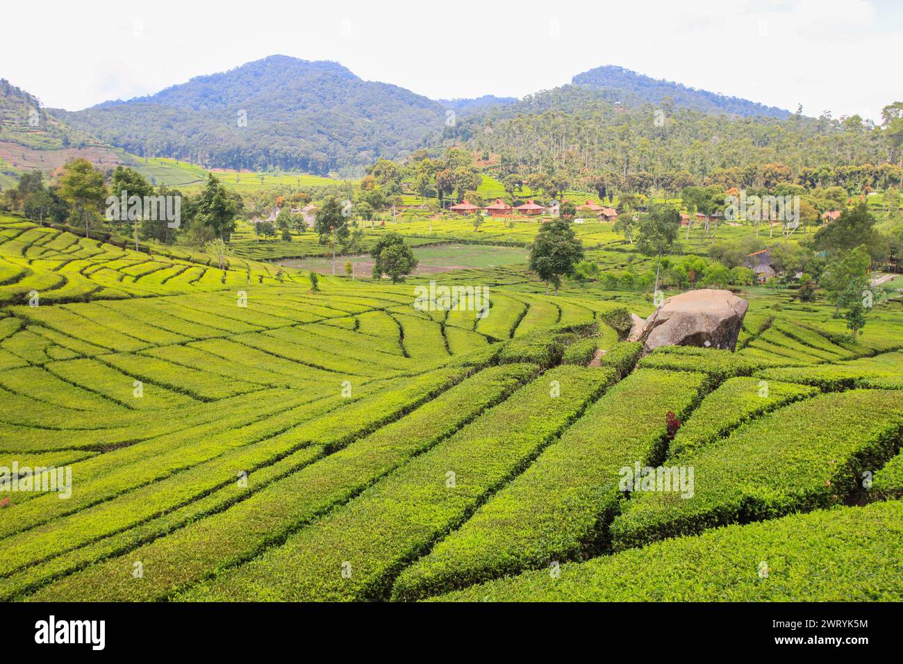 Tea plantation in Rancabali, Ciwidey, Bandung, West Java, Indonesia ...