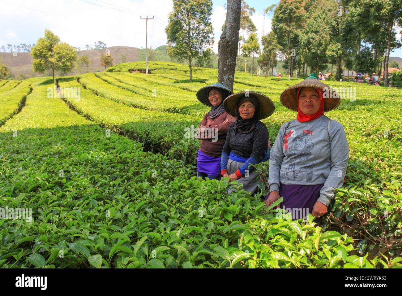 Tea teamwork hi-res stock photography and images - Alamy