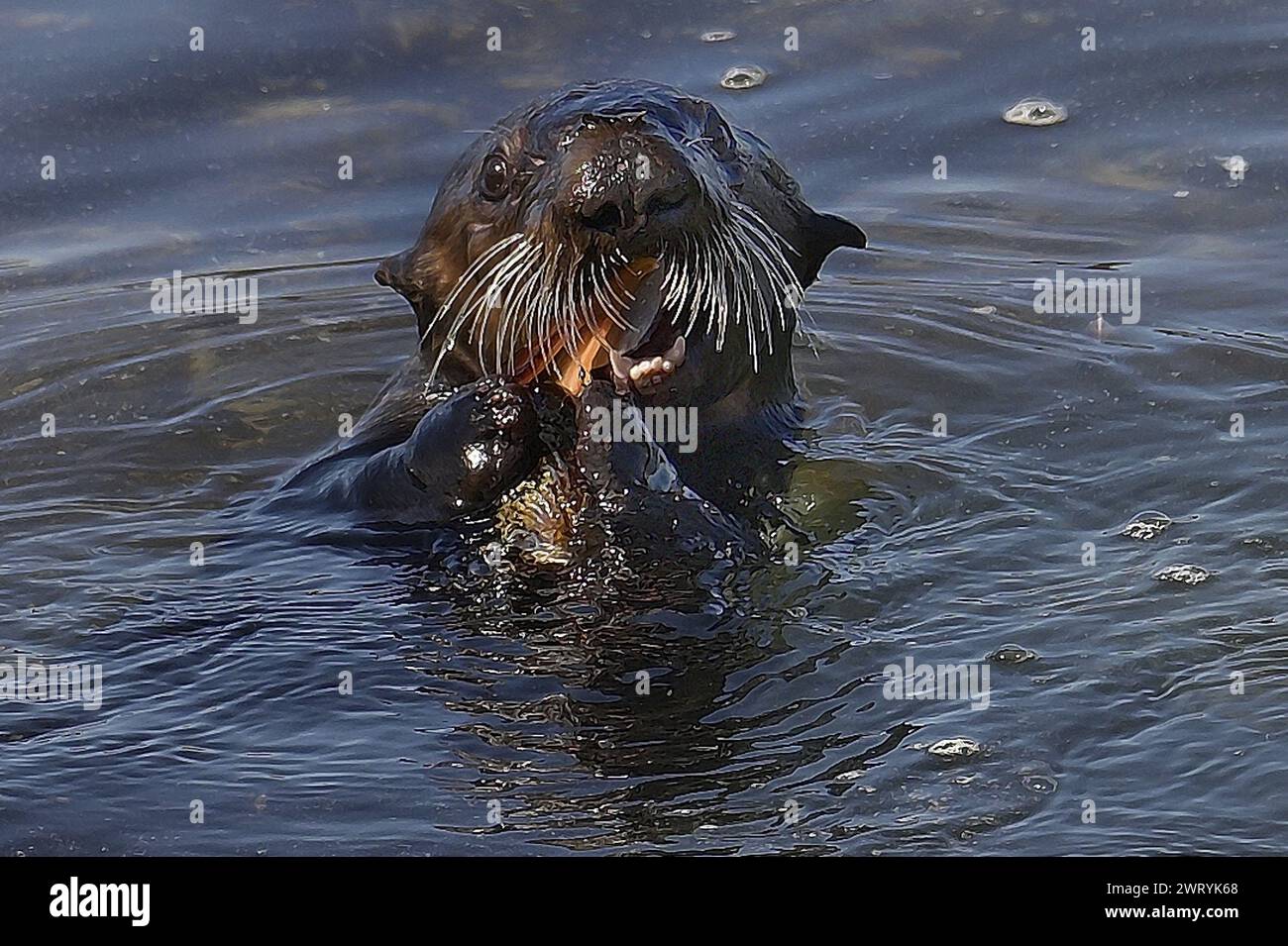 Pacific Grove, California, USA. 14th Mar, 2024. Sea Otter (Enhydra ...