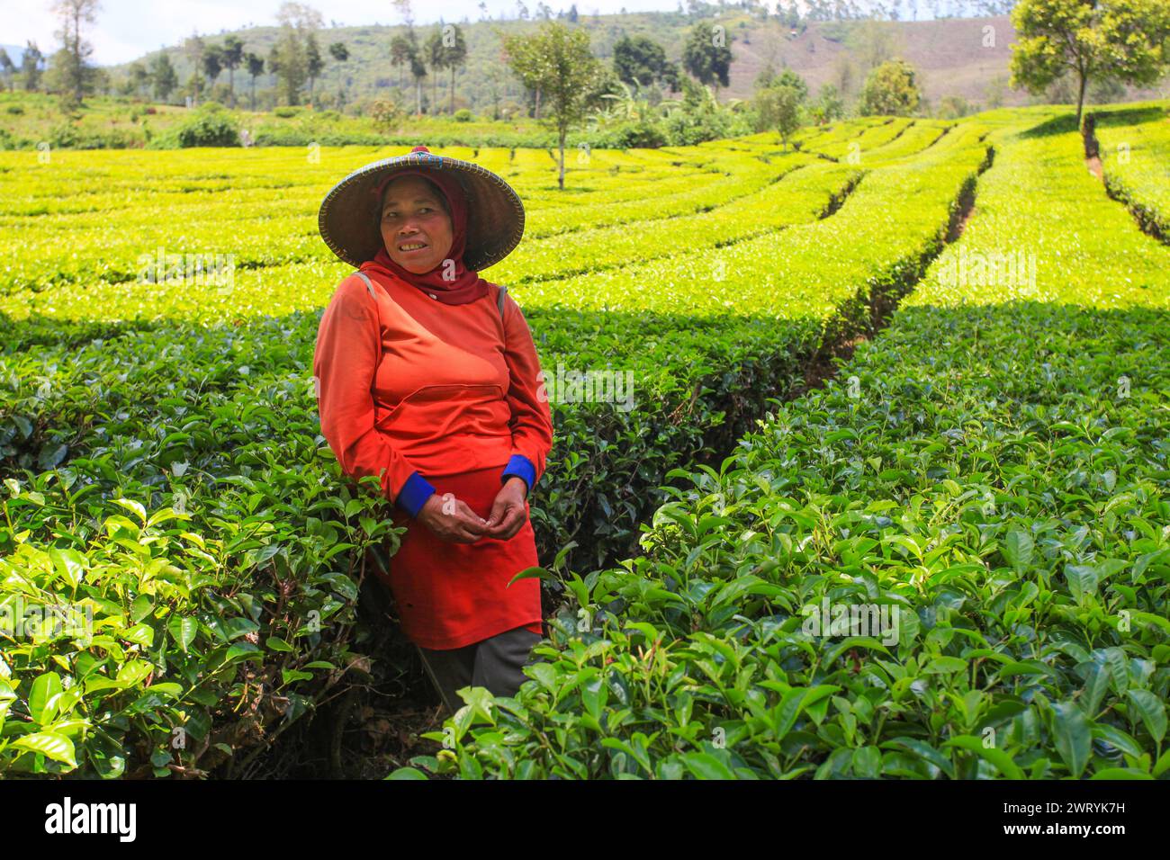 Tea teamwork hi-res stock photography and images - Alamy