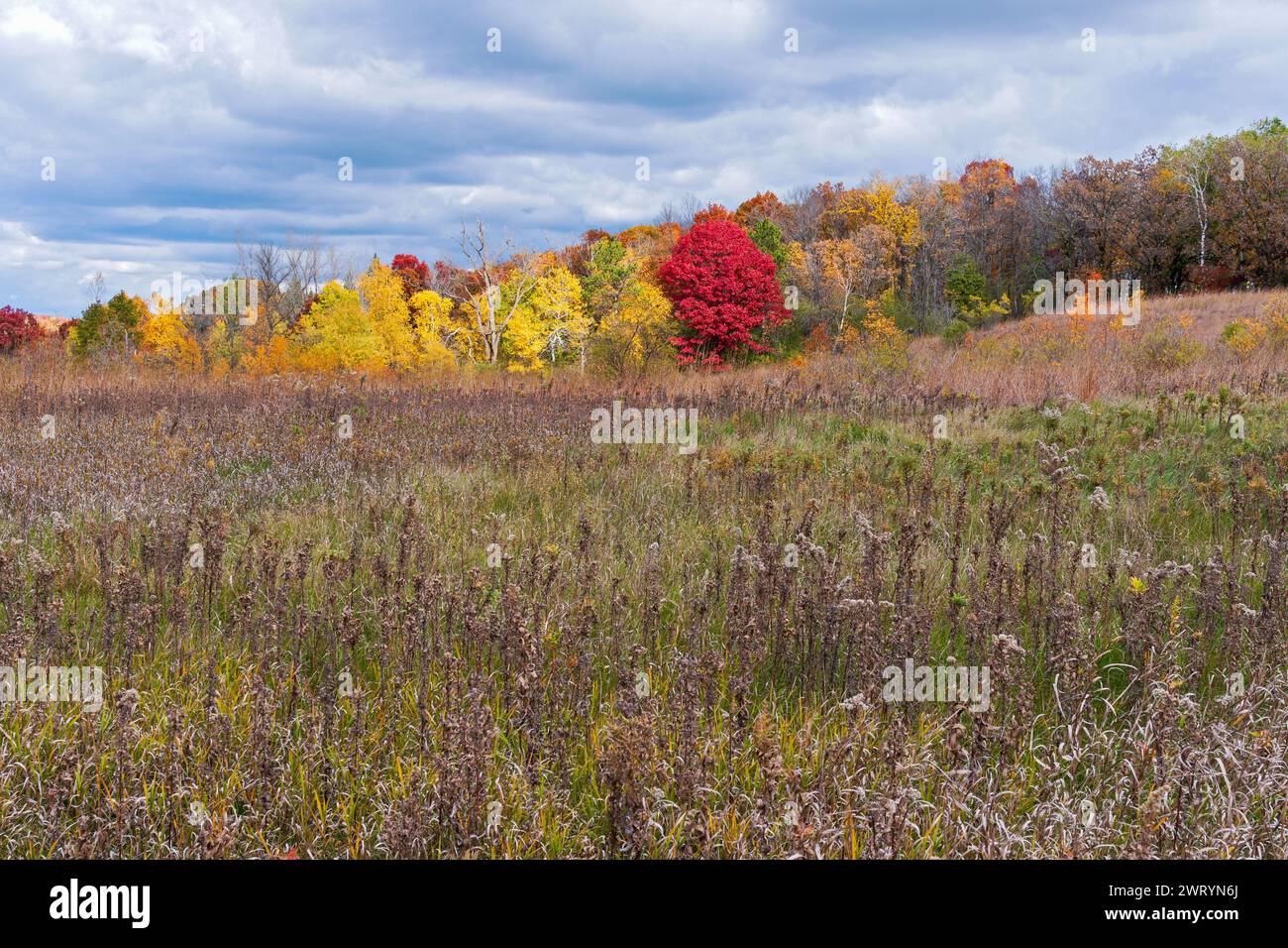 prairie and colorful oak savannah woodlands during autumn season at ...