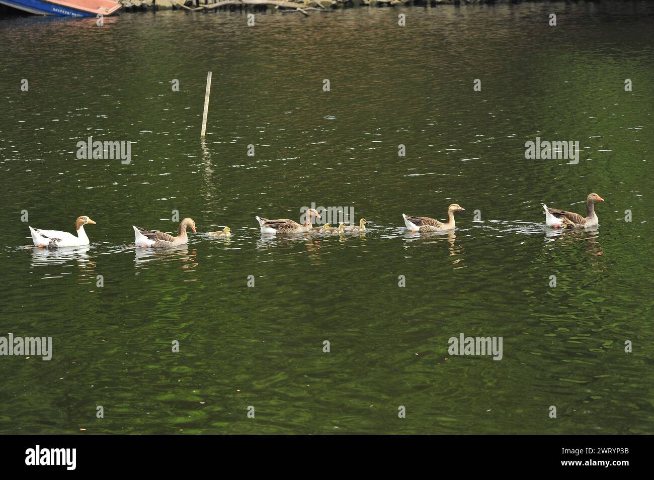 Beautiful swan ducks swim together hi-res stock photography and images ...