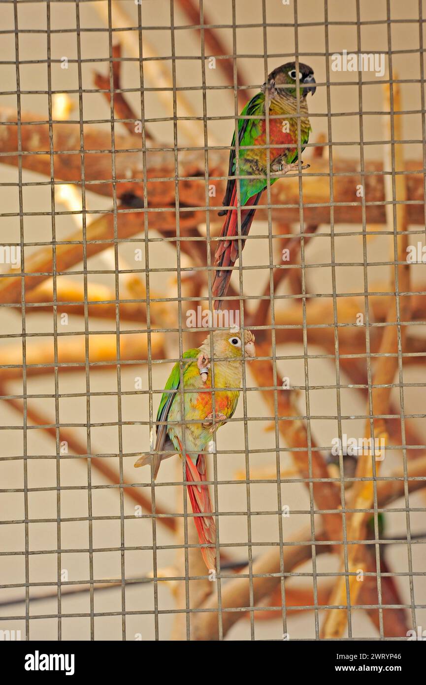 Parrot feet macaw hi-res stock photography and images - Alamy