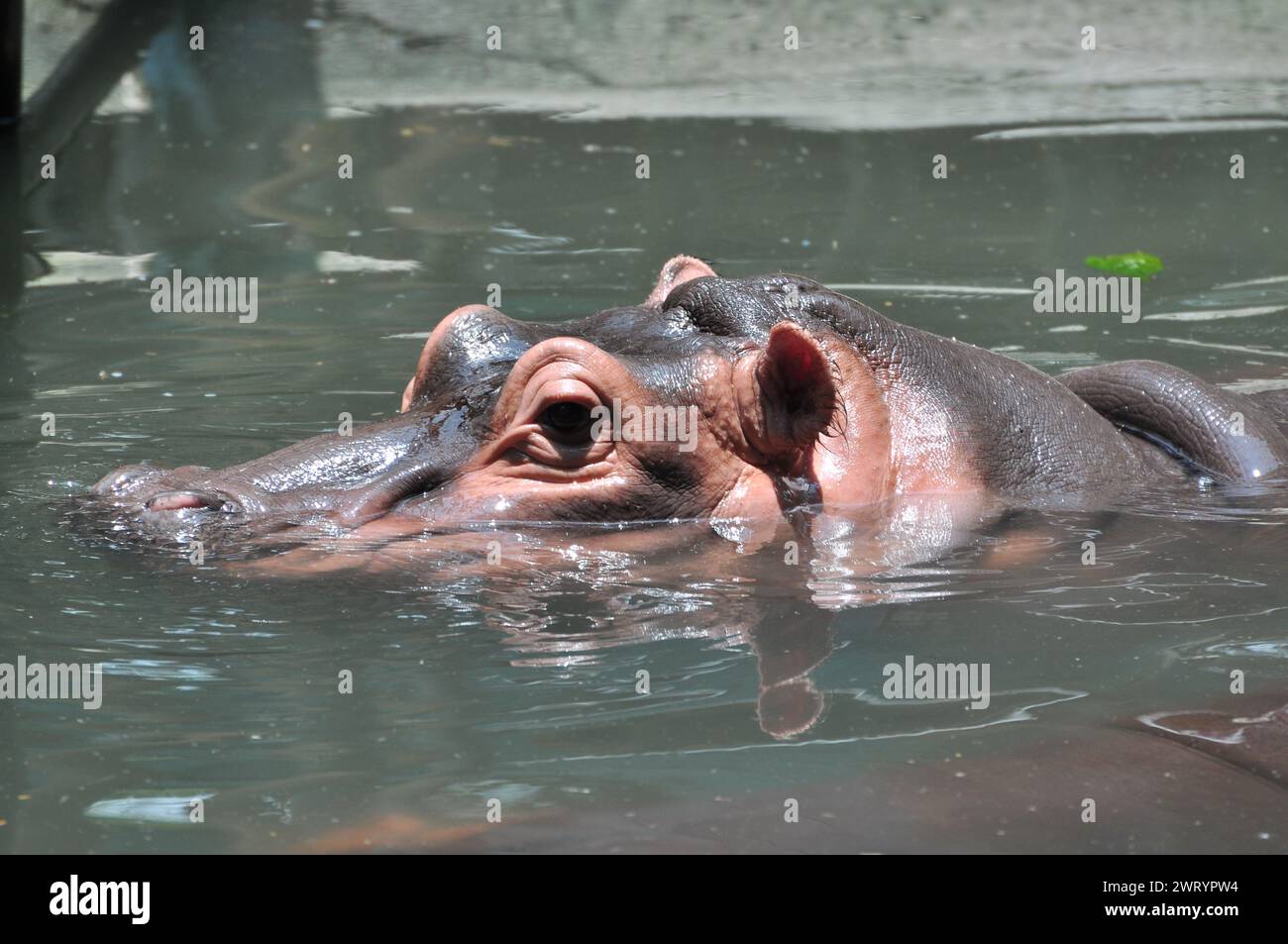 Hippos in the pool hi-res stock photography and images - Alamy