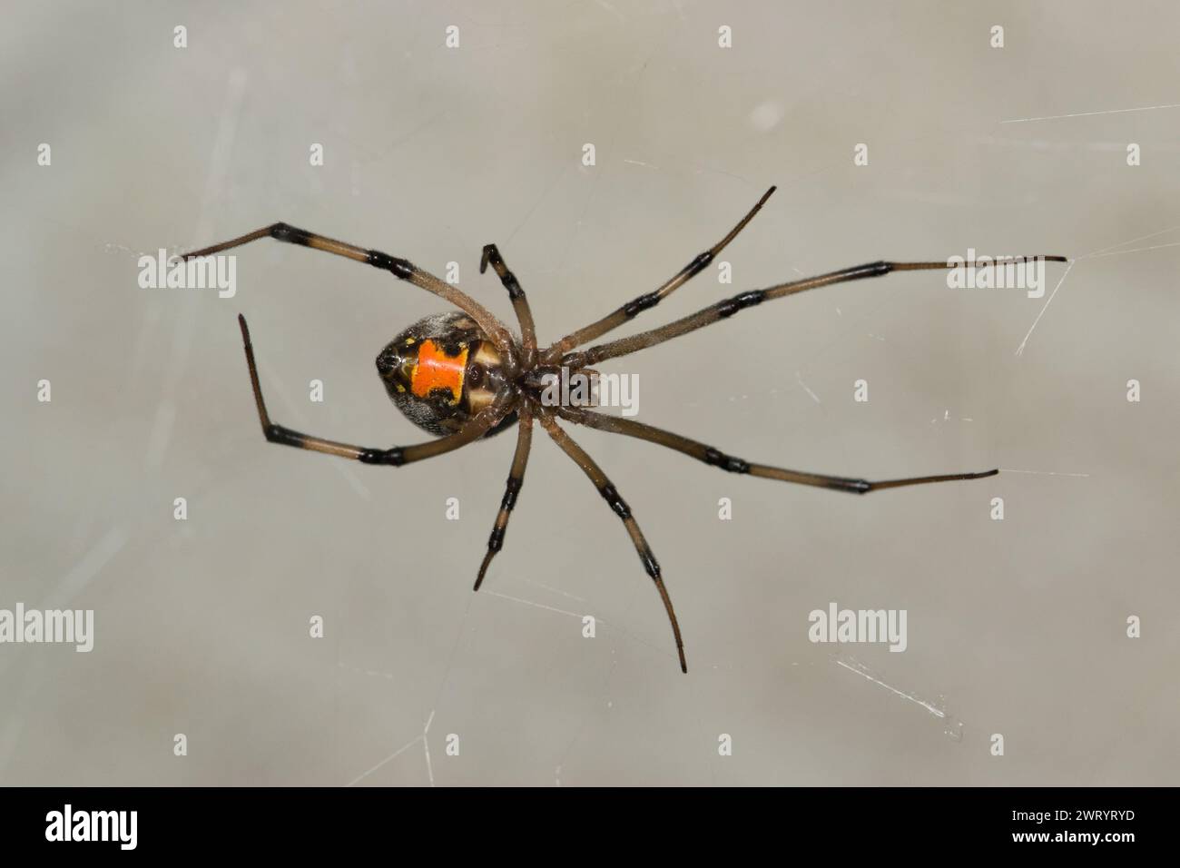 Brown Widow Spider (Latrodectus geometricus) in its web ventral view copy space. Nature pest ...
