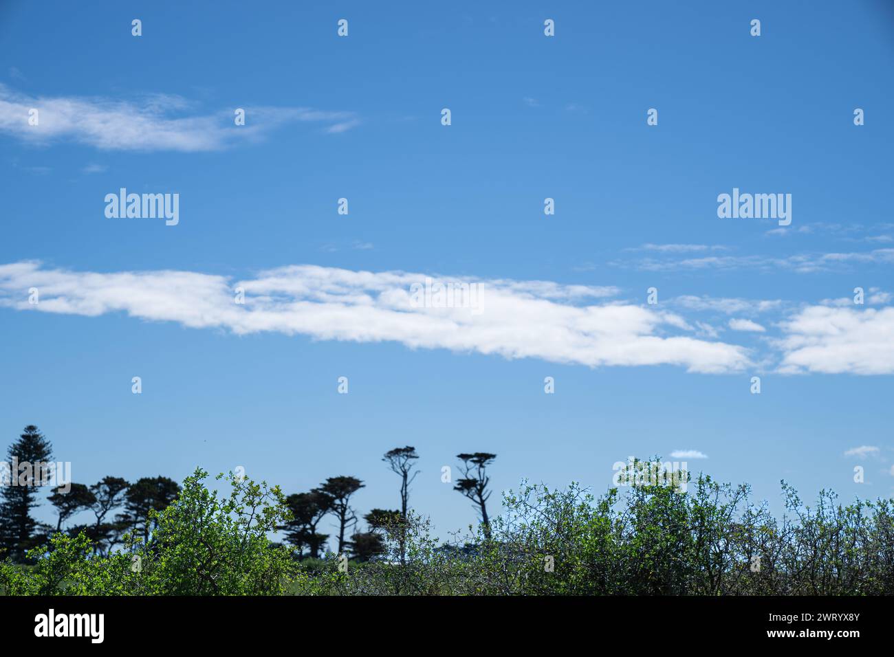 Landscape with distant trees shaped and formed by South Taranaki winds ...