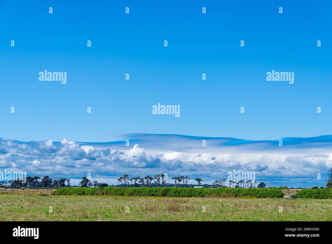 Landscape with distant trees shaped and formed by South Taranaki winds ...