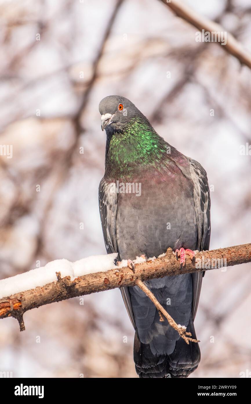 The fat pigeon sitting on a branch. Domestic pigeon bird and blurred ...