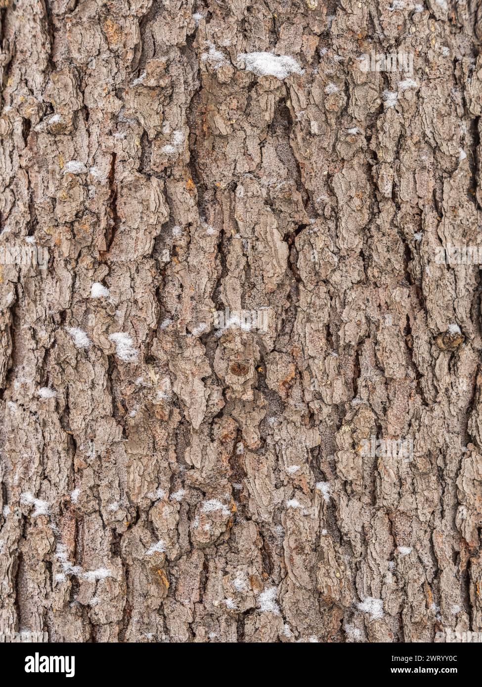 Bark texture and background of a old fir tree trunk. Detailed bark ...