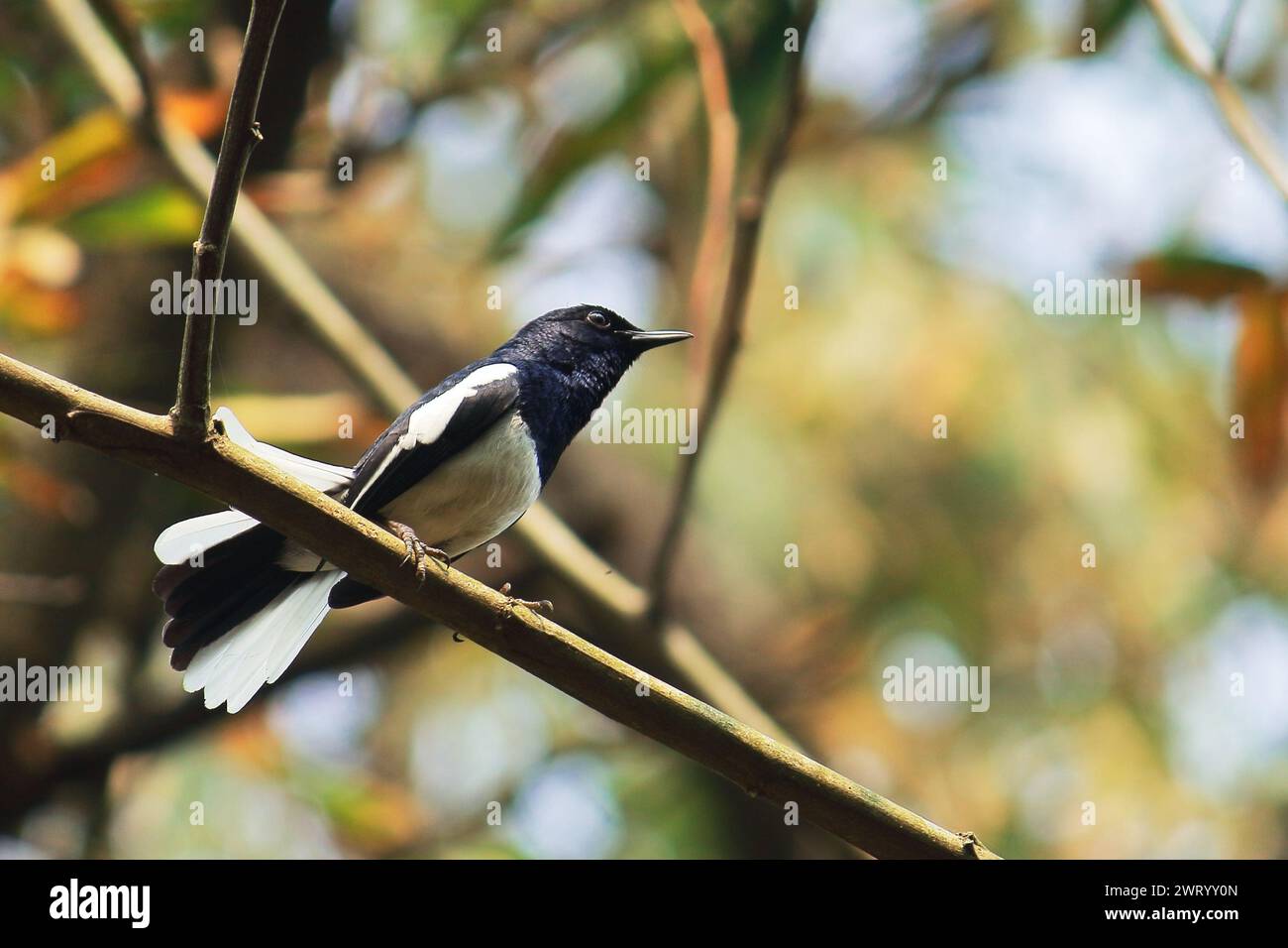 Indian robin outdoors hi-res stock photography and images - Alamy