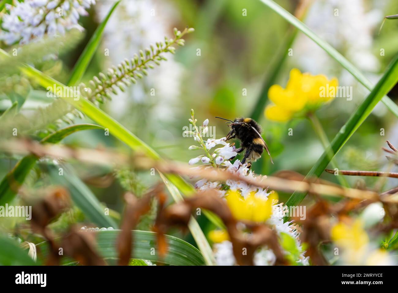 Bumble-bee gathering pollen on wildflowers in field Stock Photo - Alamy