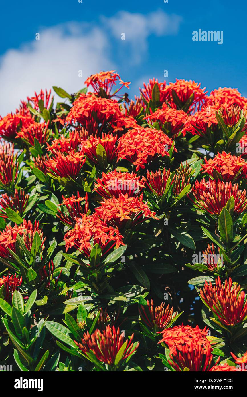 Pohutukawa Delonix regia fiery tree bright red flowers legume family ...