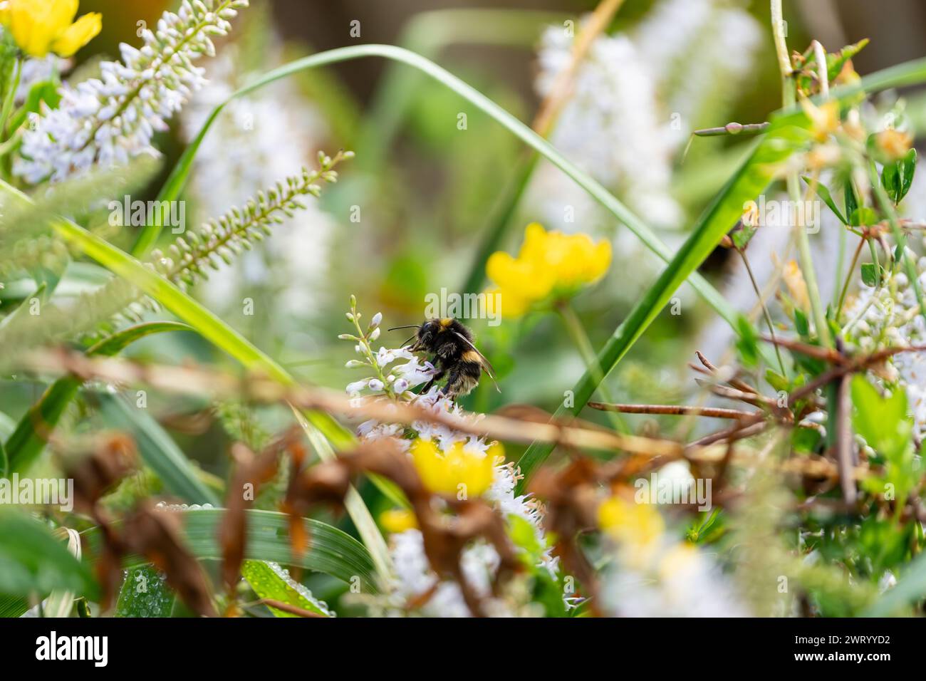 Bumble-bee gathering pollen on wildflowers in field Stock Photo - Alamy