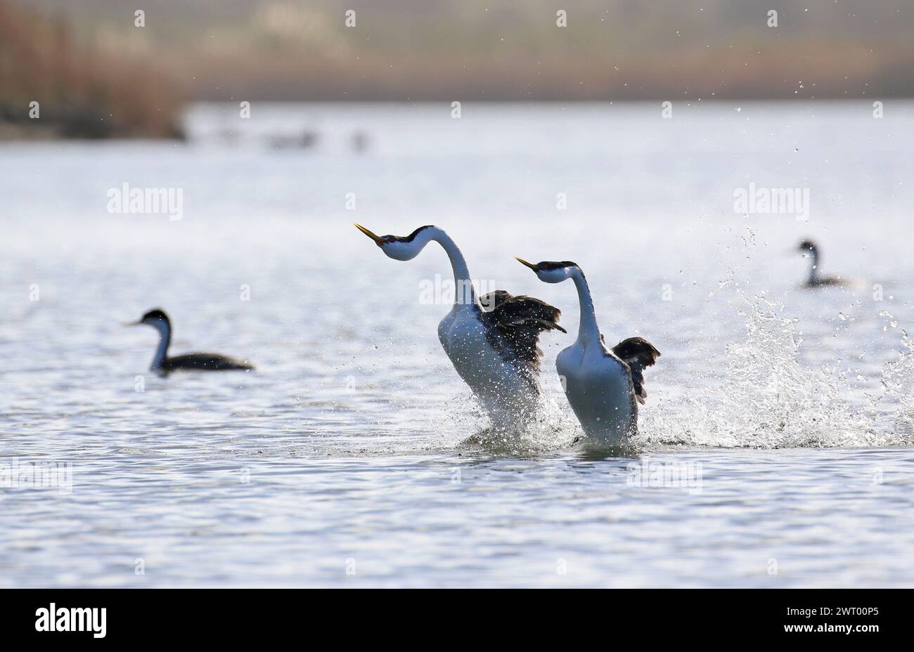 Western Grebes Dancing in the Lake Stock Photo - Alamy