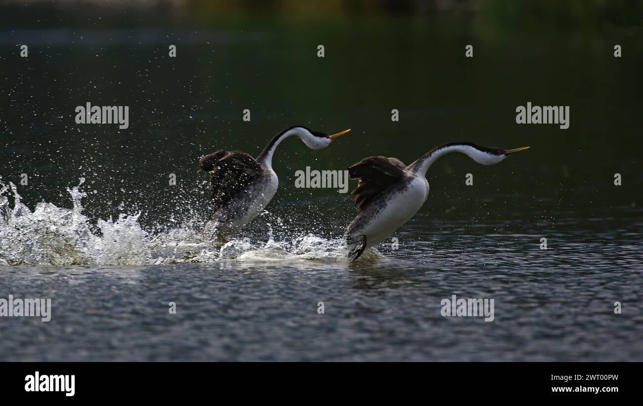 Western Grebes Dancing in the Lake Stock Photo - Alamy